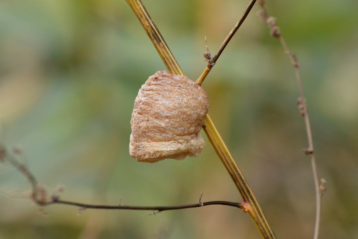 Praying Mantis Reproduction - A Comprehensive Guide