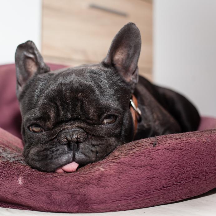 What to Do if My Dog Has Diarrhea