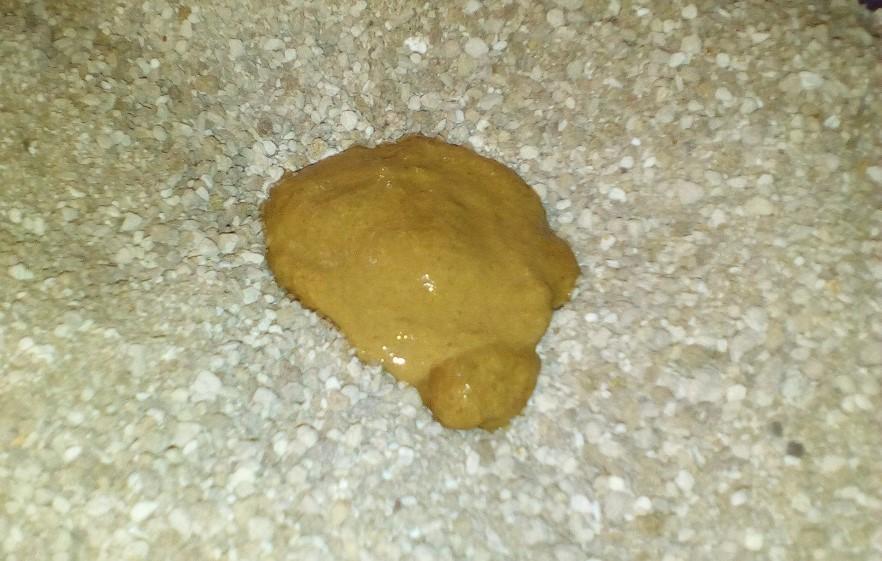 Is My Cat’s Poop Normal? - Abnormal Cat Poop Chart With Pictures