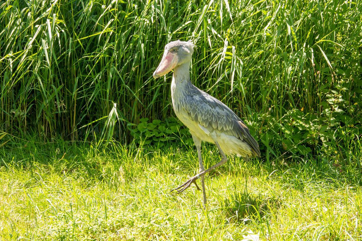 Shoebill - Physical Characteristics and Behaviors, Habitat and Diet