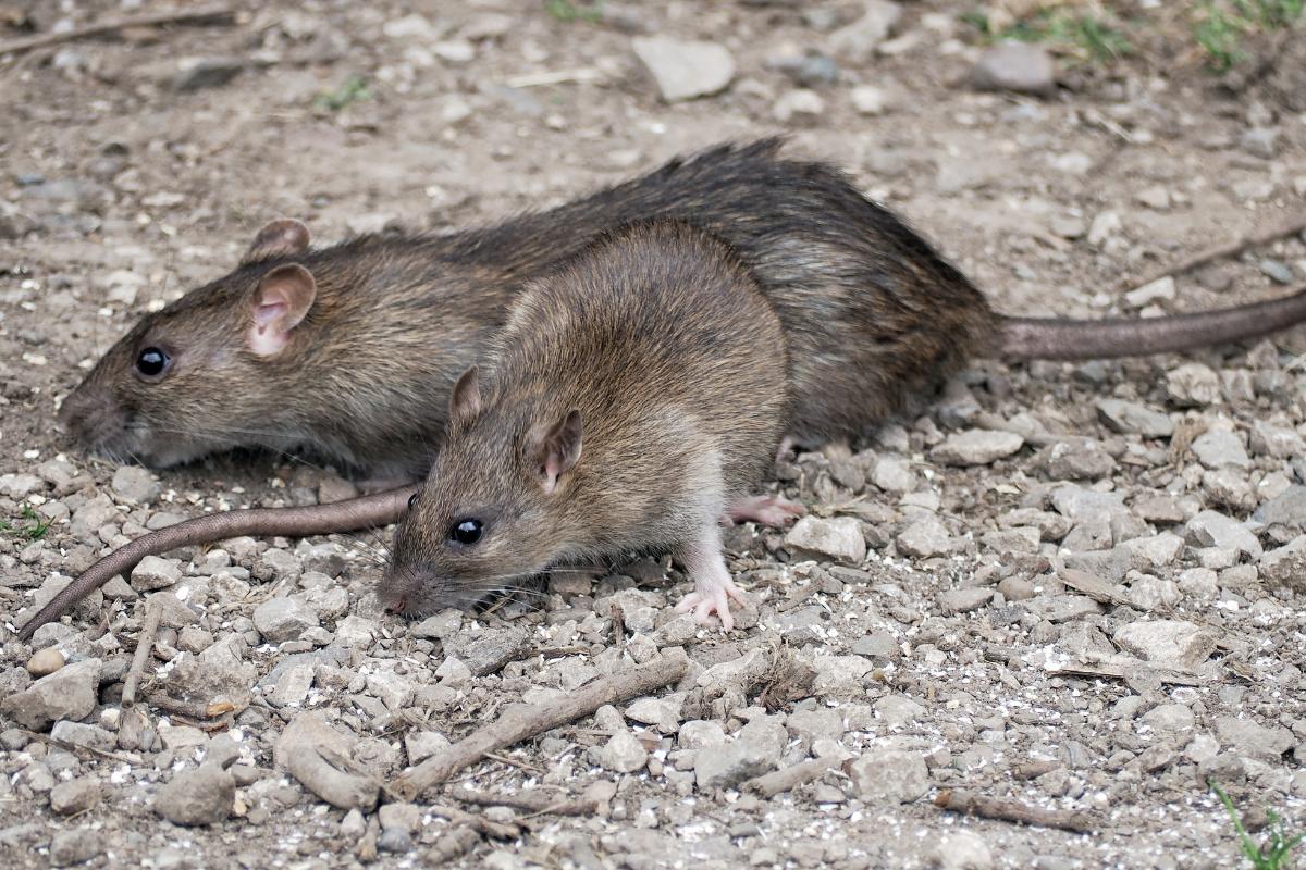 What Is the Life Expectancy of Rats? - Pet and Wil Rat Lifespan