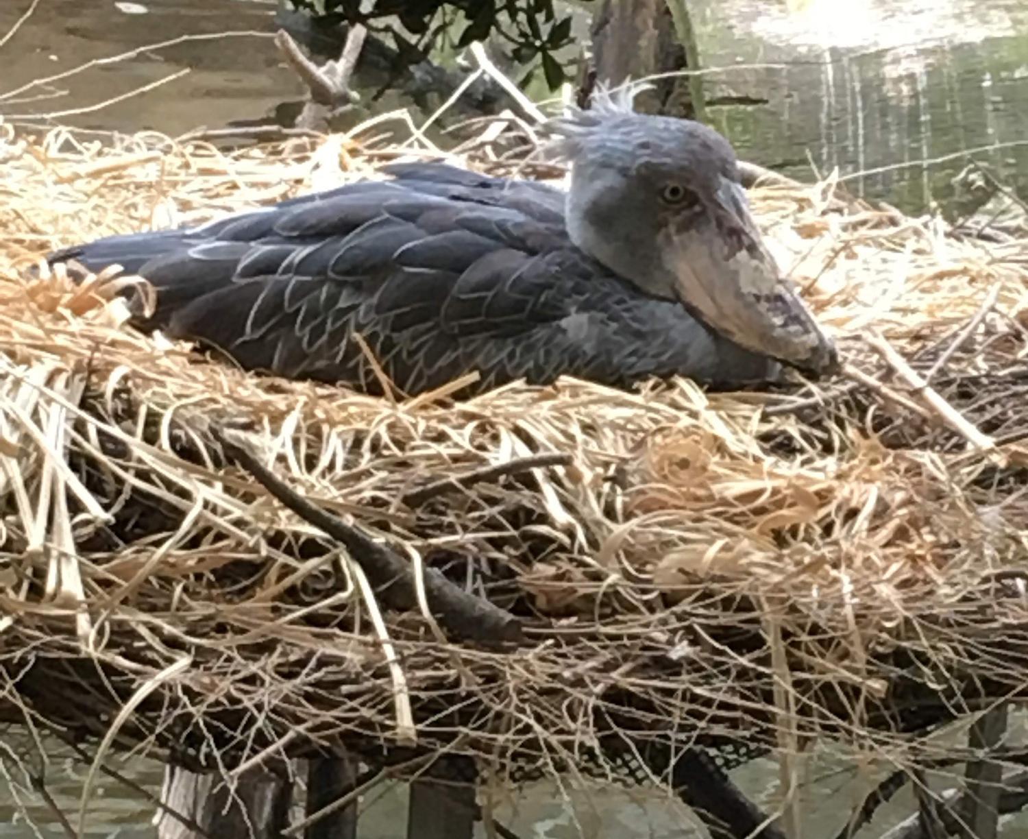 Shoebill - Physical Characteristics and Behaviors, Habitat and Diet