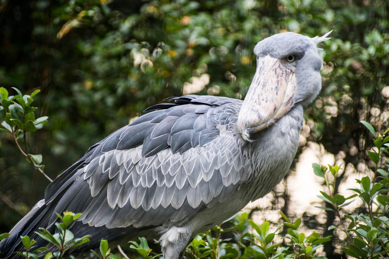 Shoebill - Physical Characteristics and Behaviors, Habitat and Diet