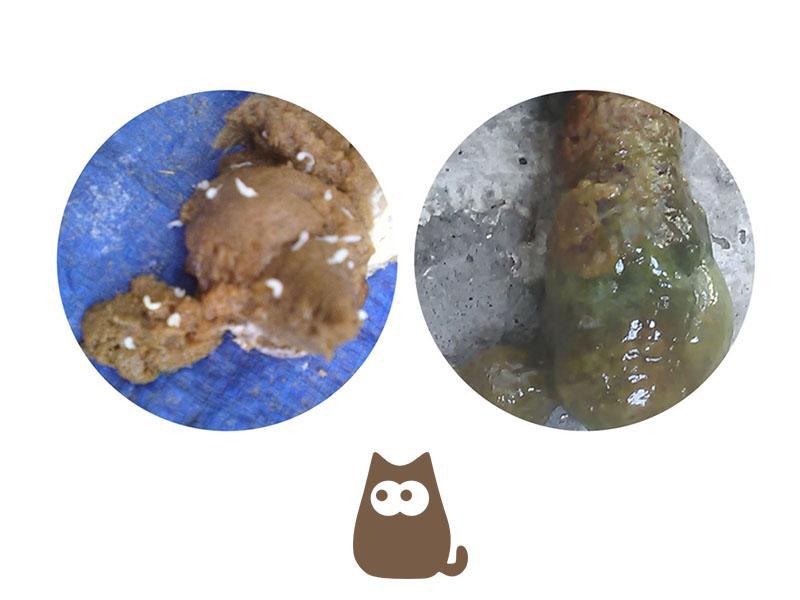 Is My Cat’s Poop Normal? - Abnormal Cat Poop Chart With Pictures