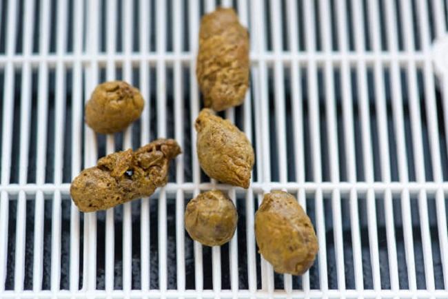 Is My Cat’s Poop Normal? - Abnormal Cat Poop Chart With Pictures