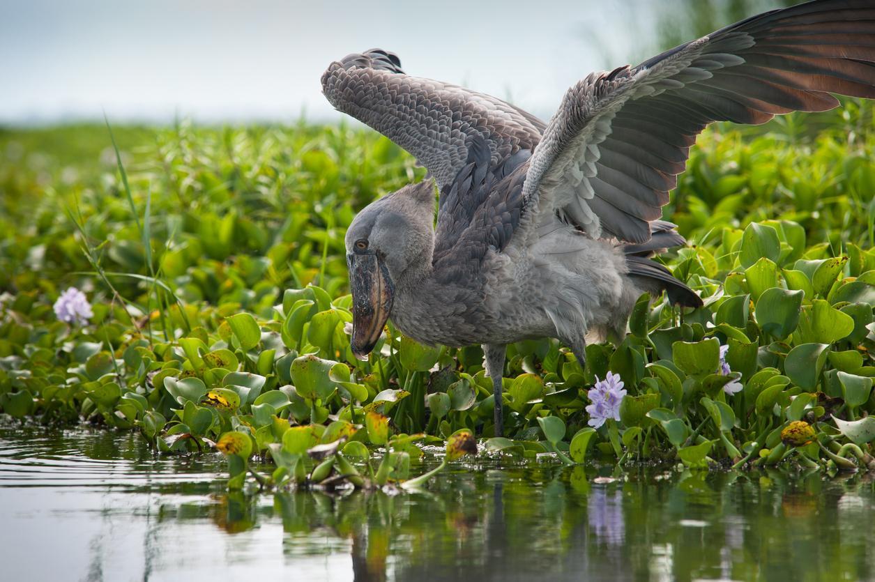 Shoebill - Physical Characteristics and Behaviors, Habitat and Diet