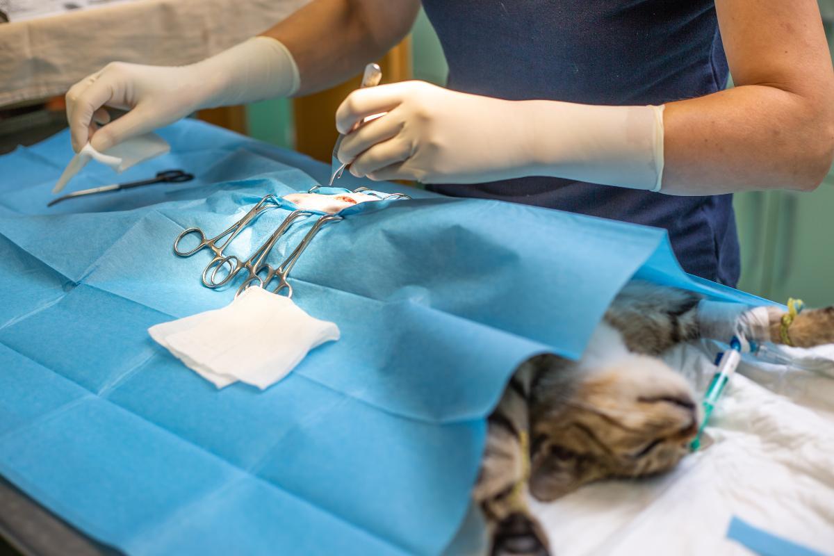 Is Cat Anesthesia Safe? - Side Effects and Complications