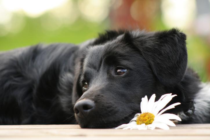 Chamomile For Dogs- Uses and Recommendations