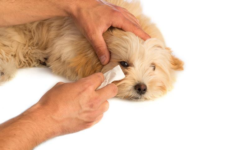 Chamomile For Dogs- Uses and Recommendations