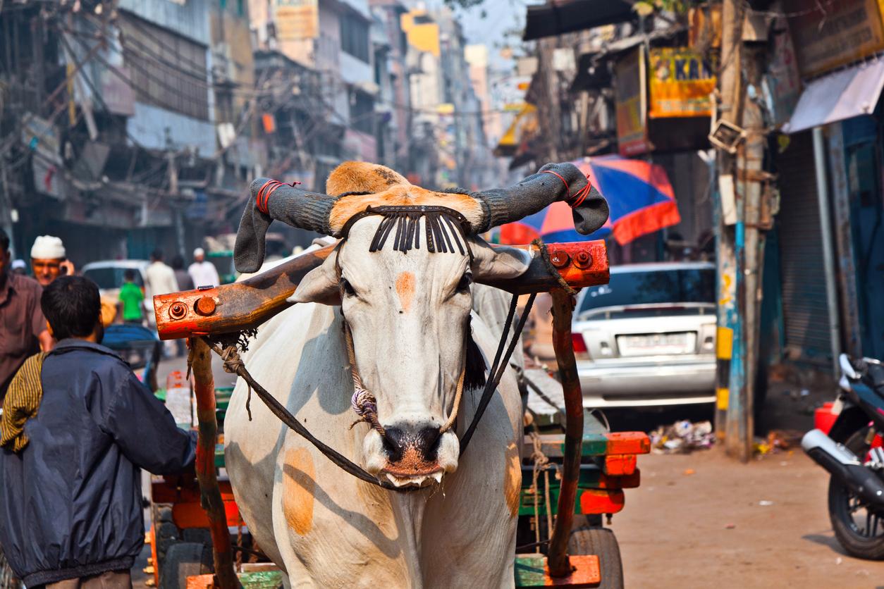 Why are Cows Sacred in India?