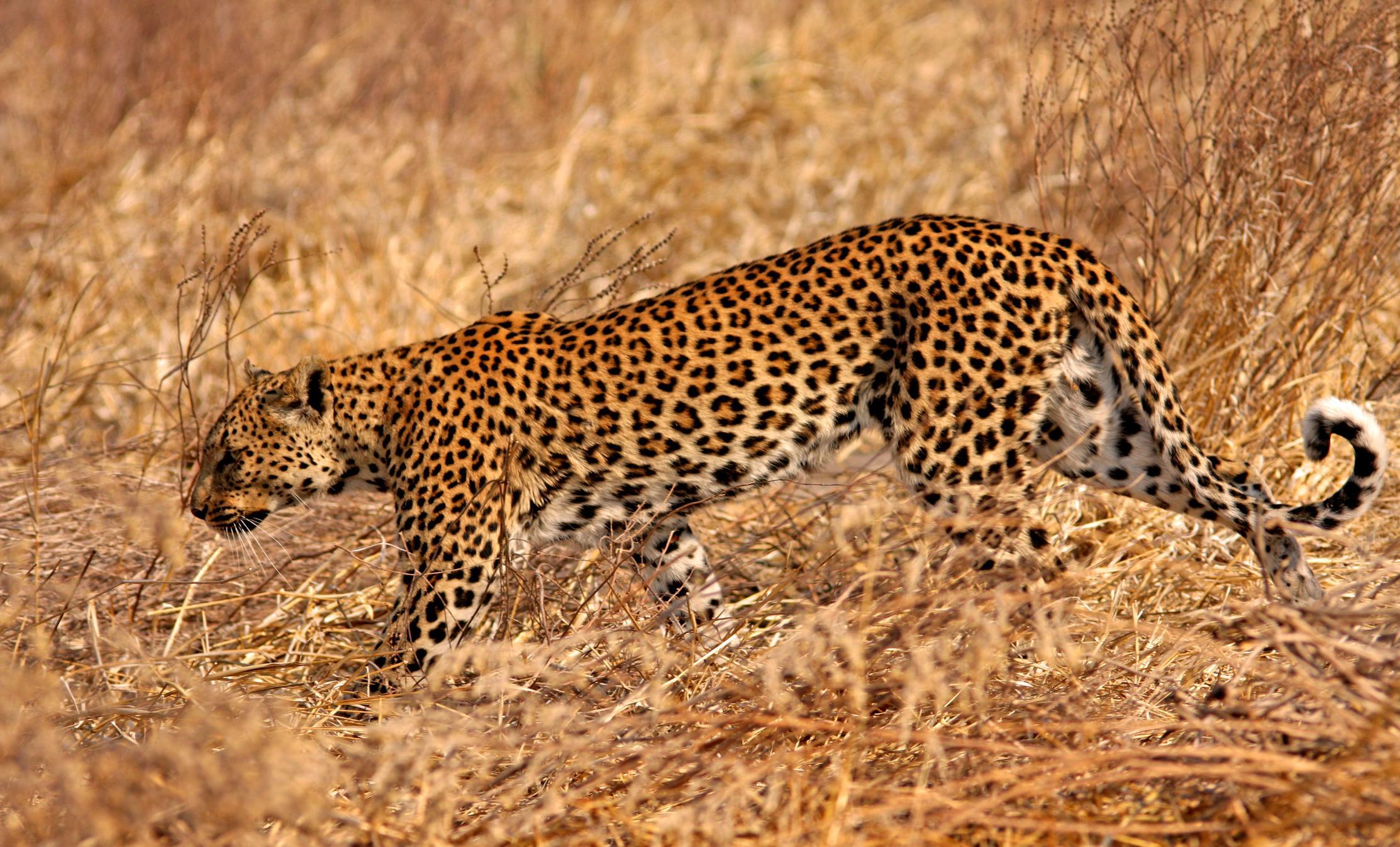 Types of Leopards in the World - Characteristics and Distribution (With ...