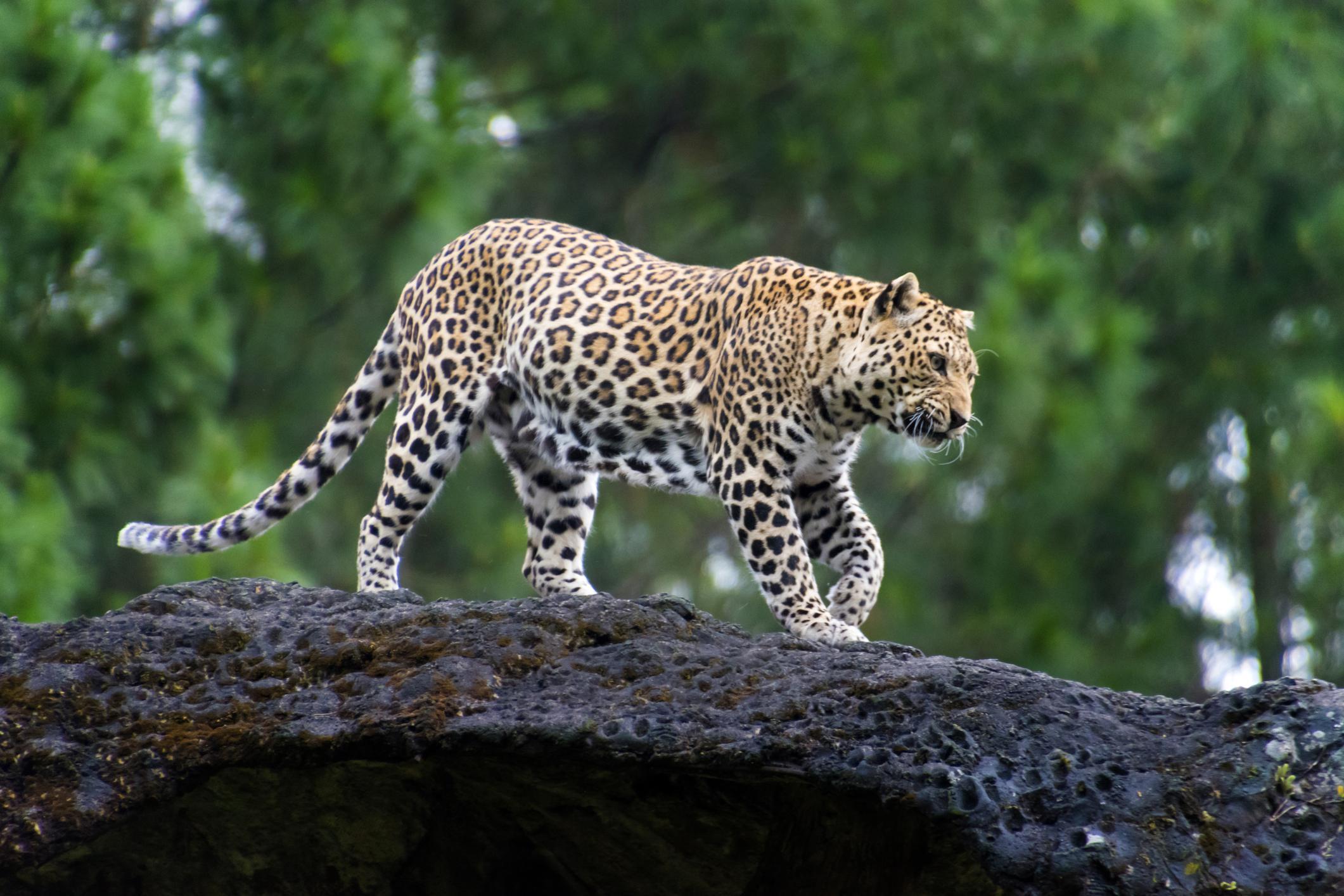 Types of Leopards in the World - Characteristics and Distribution (With ...