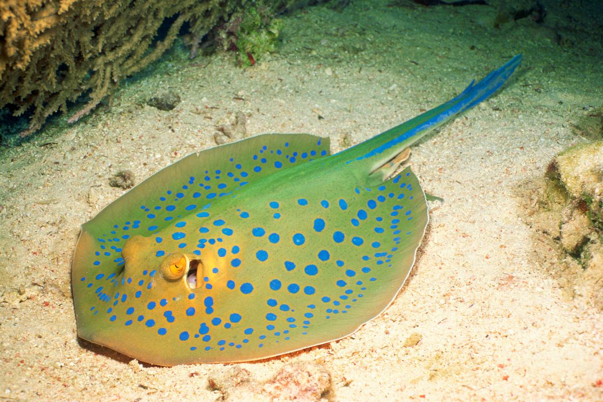 How Dangerous Are Stingrays Really? - Facts and Safety Tips