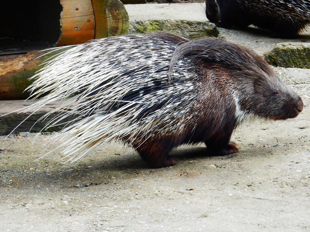 How do Porcupines Defend Themselves?