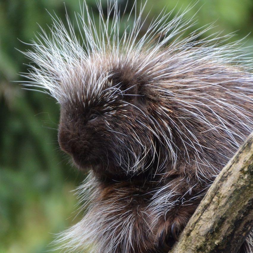 How do Porcupines Defend Themselves?