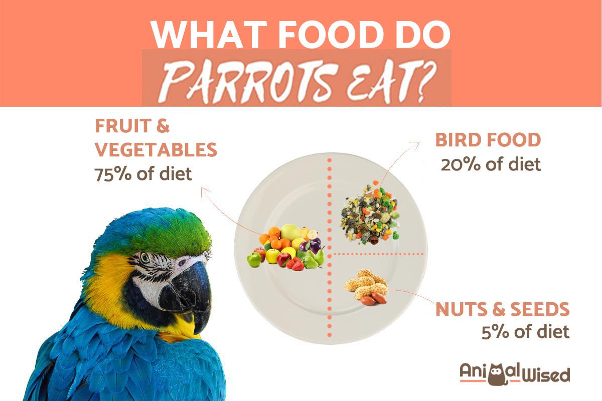 What Foods Do Parrots Eat? - Typical Parrot Diet