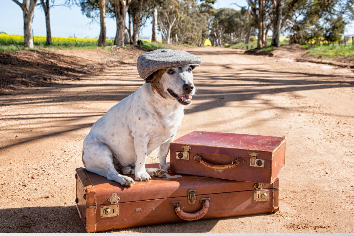 How to Travel with Dogs - A Complete Guide for Pet Owners