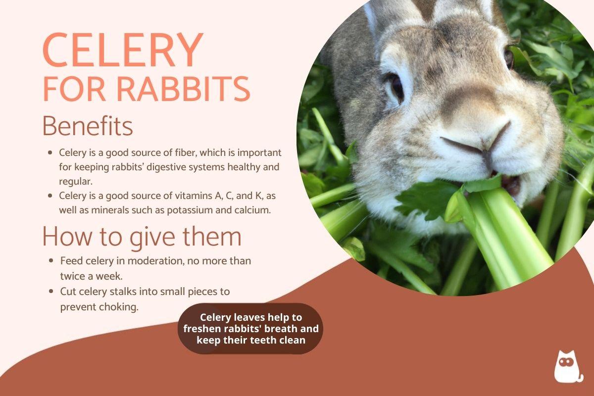 Can Rabbits Eat Celery? - Benefits, Dosage, and Side Effects