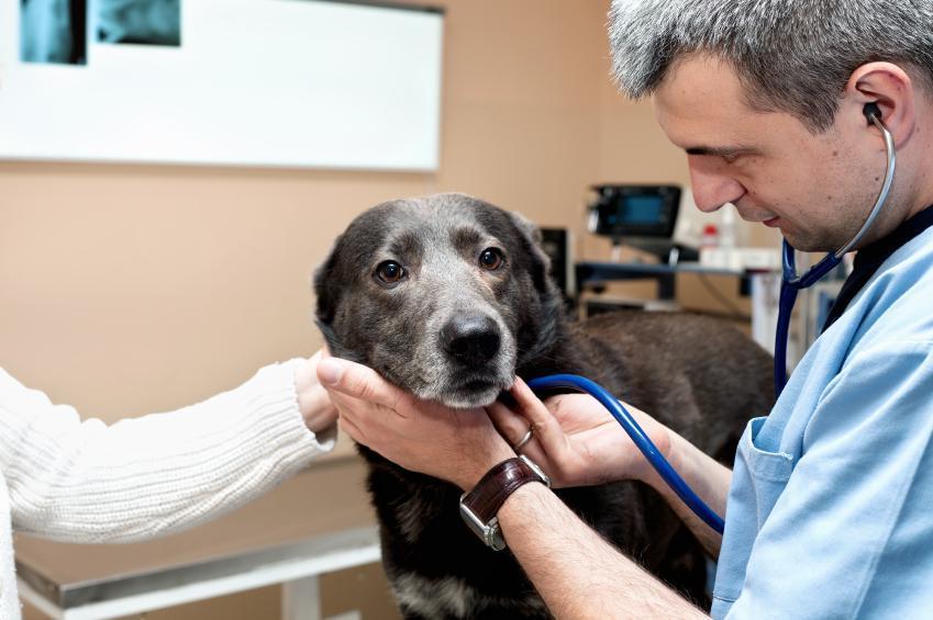 Gastritis in Dogs - Causes, Symptoms and Prevention