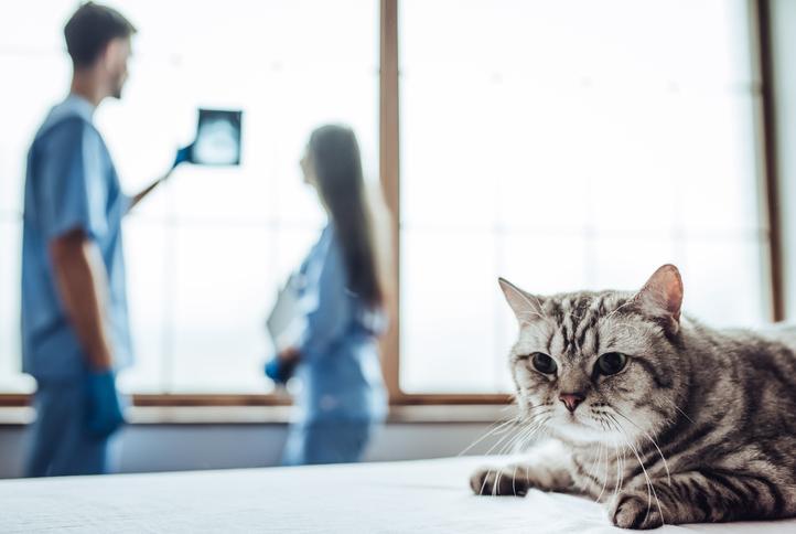 Intestinal Blockage in Cats - Symptoms and Treatment