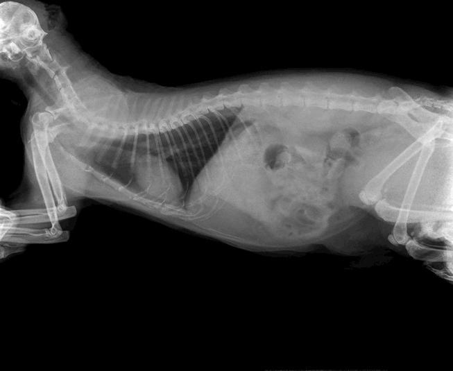 Intestinal Blockage in Cats - Symptoms and Treatment