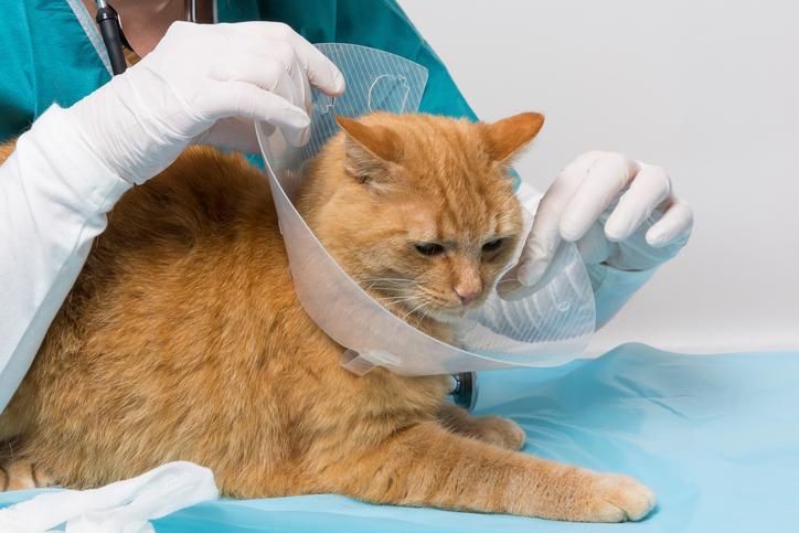 Intestinal Blockage in Cats - Symptoms and Treatment