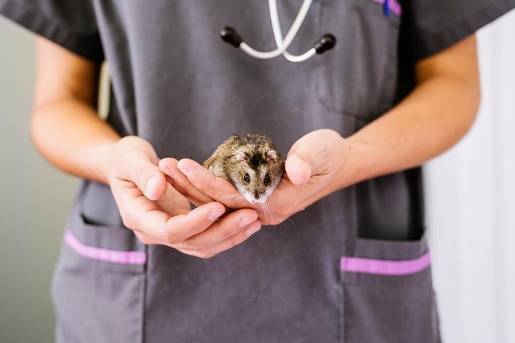Hamster Not Eating Or Drinking - Causes & What To Do