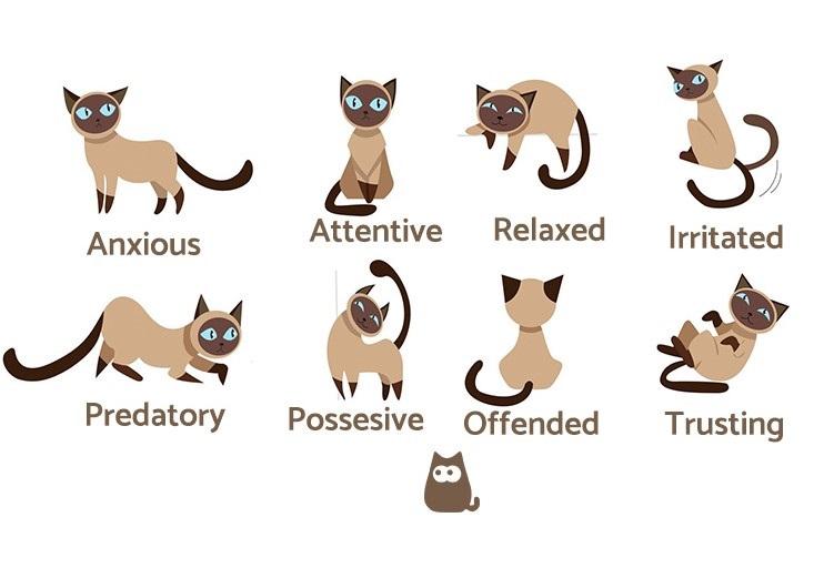 Cat Body Language - Examples and Pictures