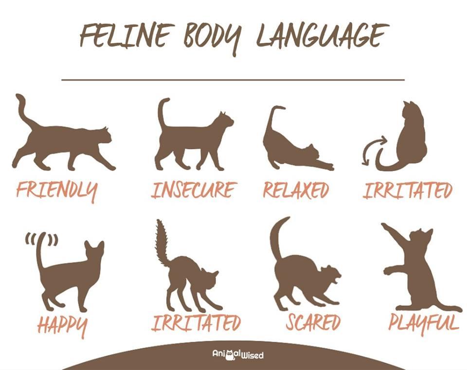 Cat Body Language - Examples and Pictures