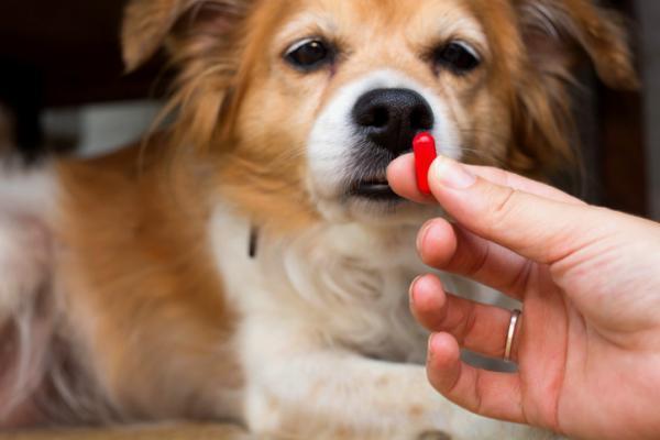 Inflammatory Bowel Disease in Dogs - Symptoms and Treatment of IBD in Dogs