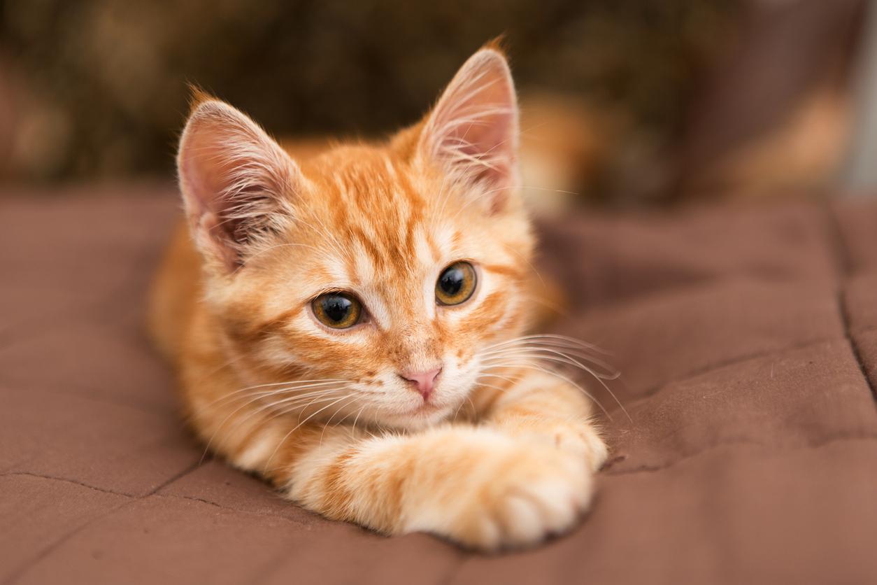 10 Hypoallergenic Cat Breeds for Allergic Families