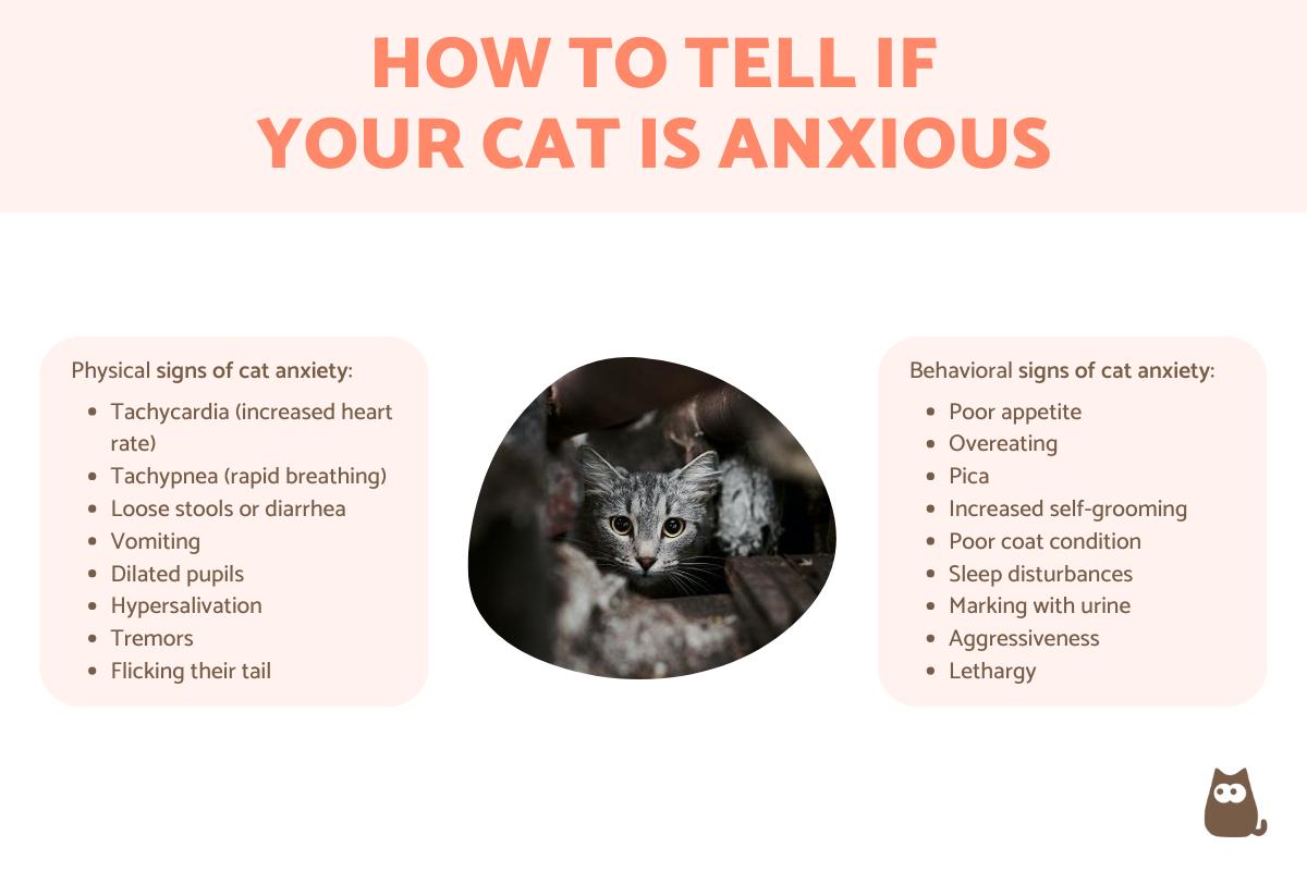 How Can You Tell if Your Cat Is Anxious? - Signs of Anxiety in Cats