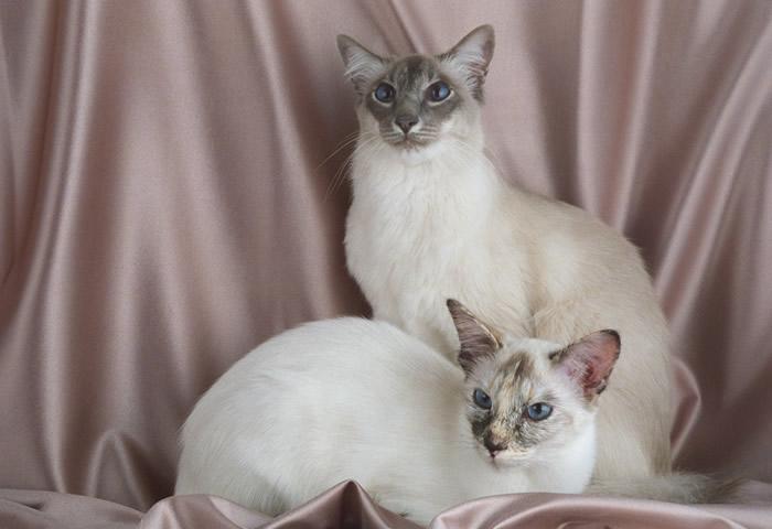 10 Hypoallergenic Cat Breeds for Allergic Families