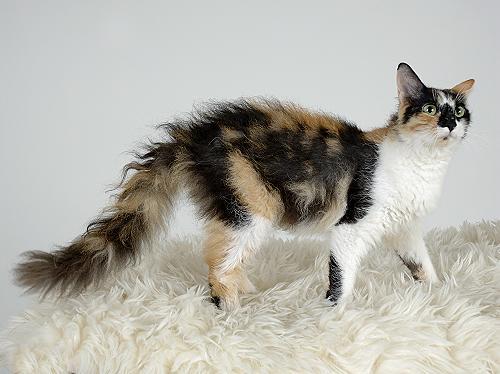 10 Hypoallergenic Cat Breeds for Allergic Families