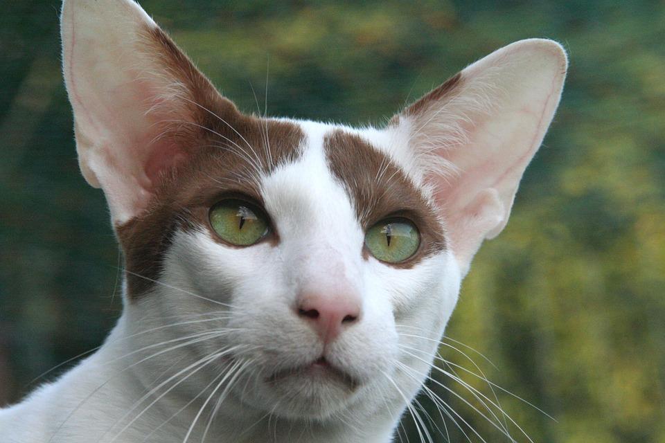10 Hypoallergenic Cat Breeds for Allergic Families