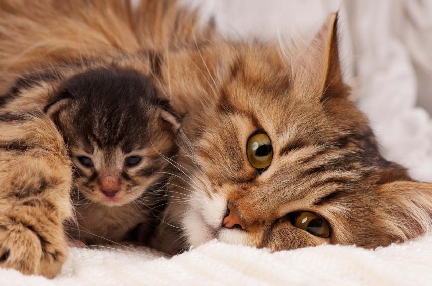 10 Hypoallergenic Cat Breeds for Allergic Families