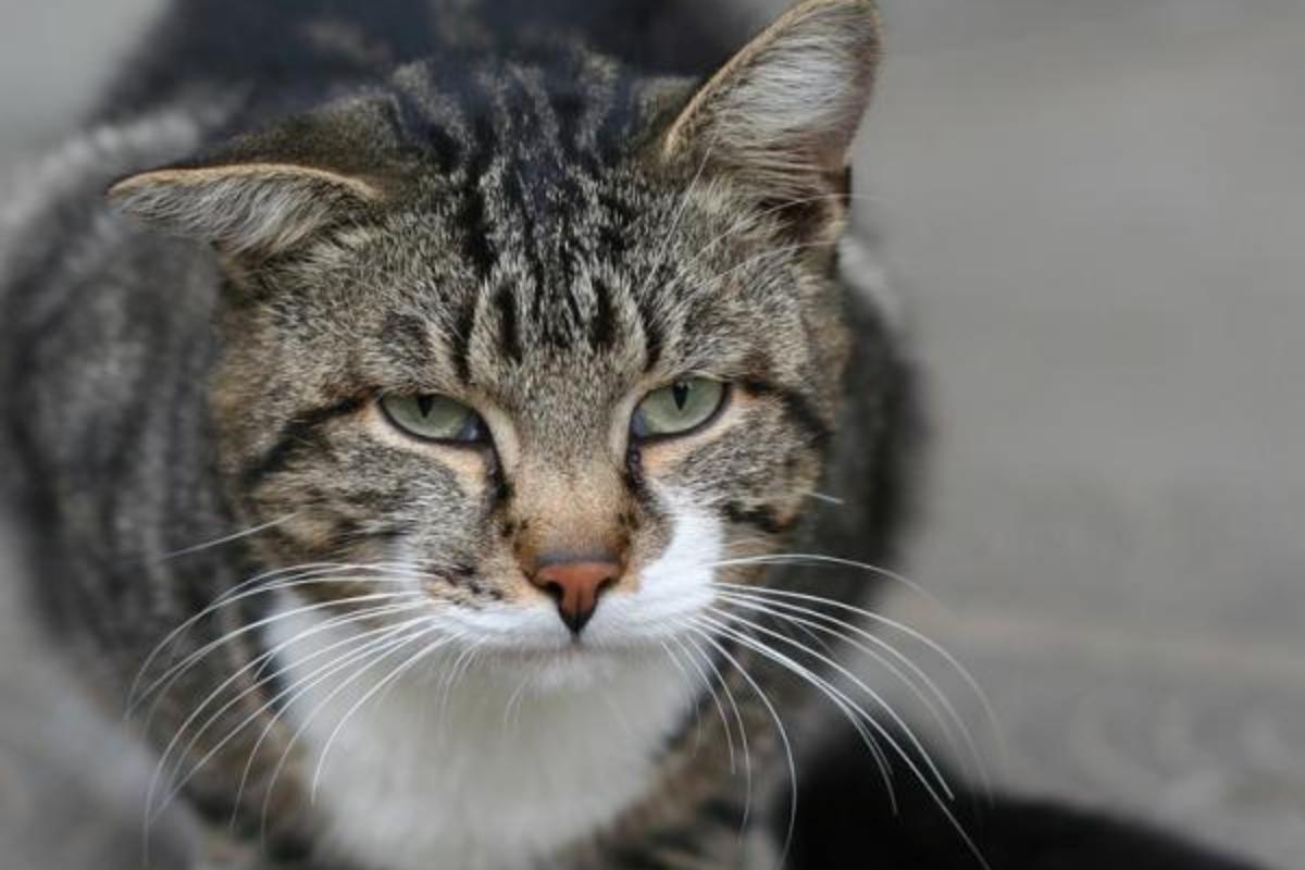 My Old Cat Has Tremors - Causes and Treatment