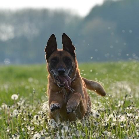 Caring for a Malinois Dog