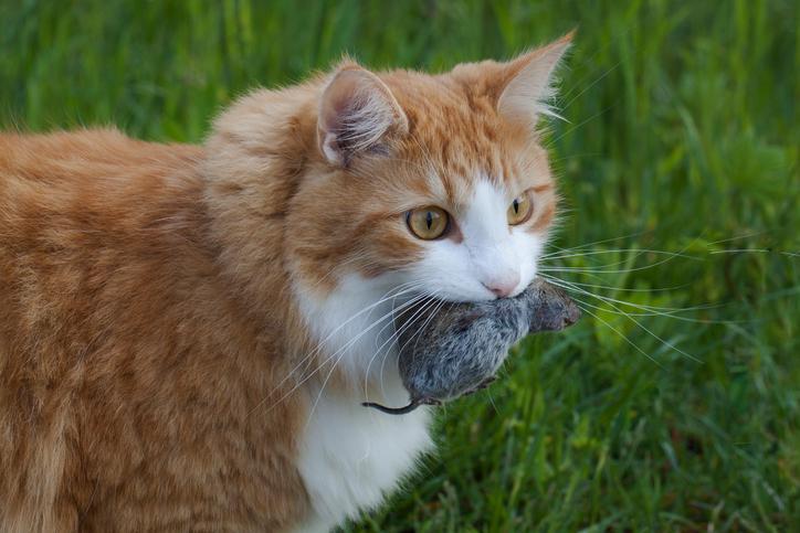 Cat Hunting Behavior - When and How Cats Hunt