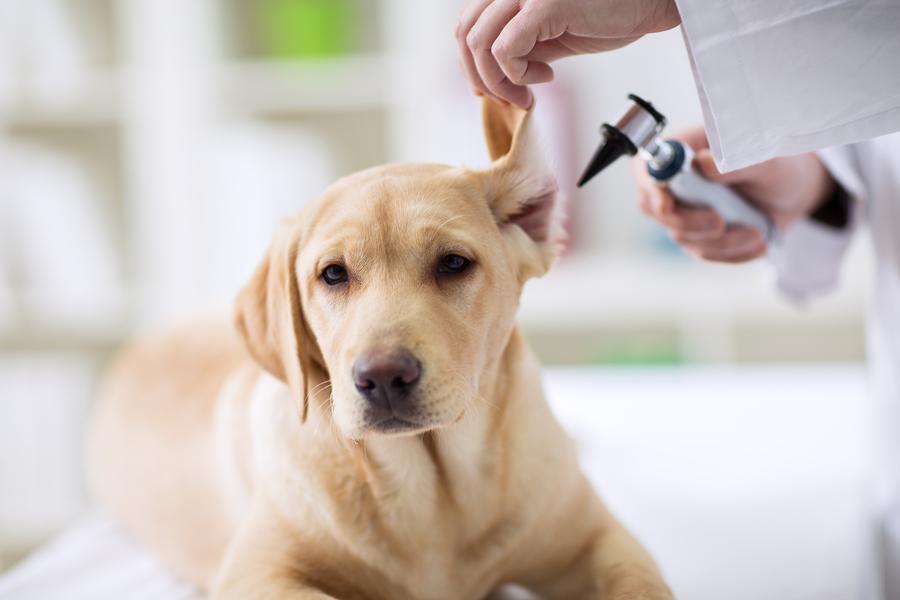 Perforated Eardrum in Dogs - Symptoms and Treatment