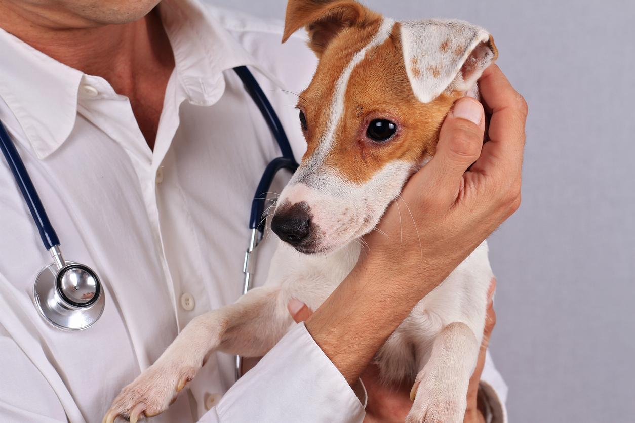 Perforated Eardrum in Dogs - Symptoms and Treatment