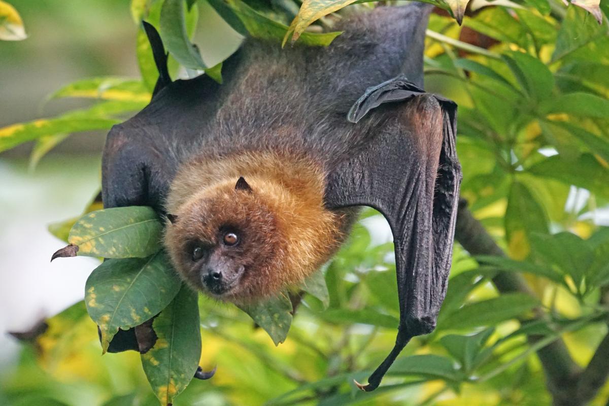 How Long Do Bats Live? - A Guide to Bat Lifespan