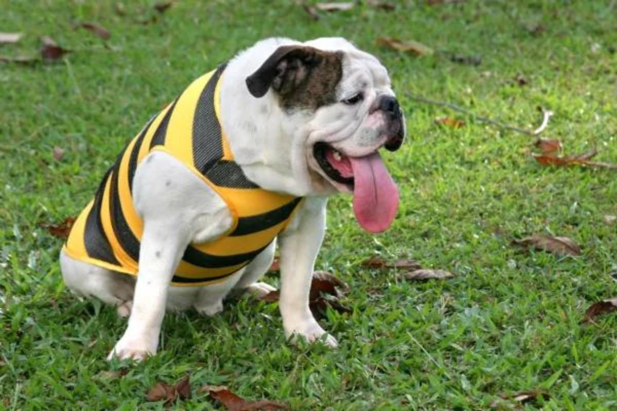 Stertor in Dogs - Causes and Treatment of Noisy Breathing