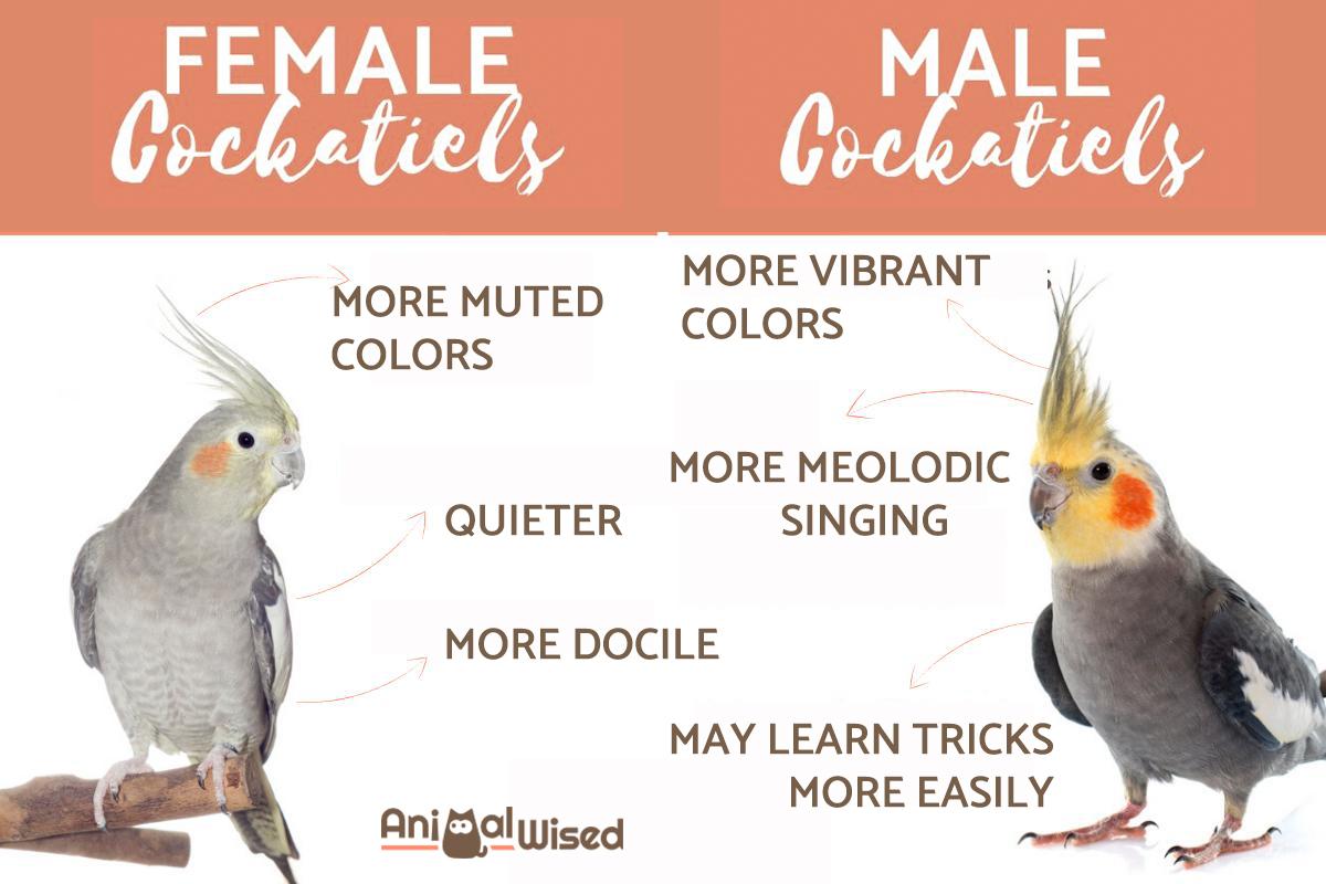 Differences Between a Male and Female Cockatiel - Which Is Better for You?
