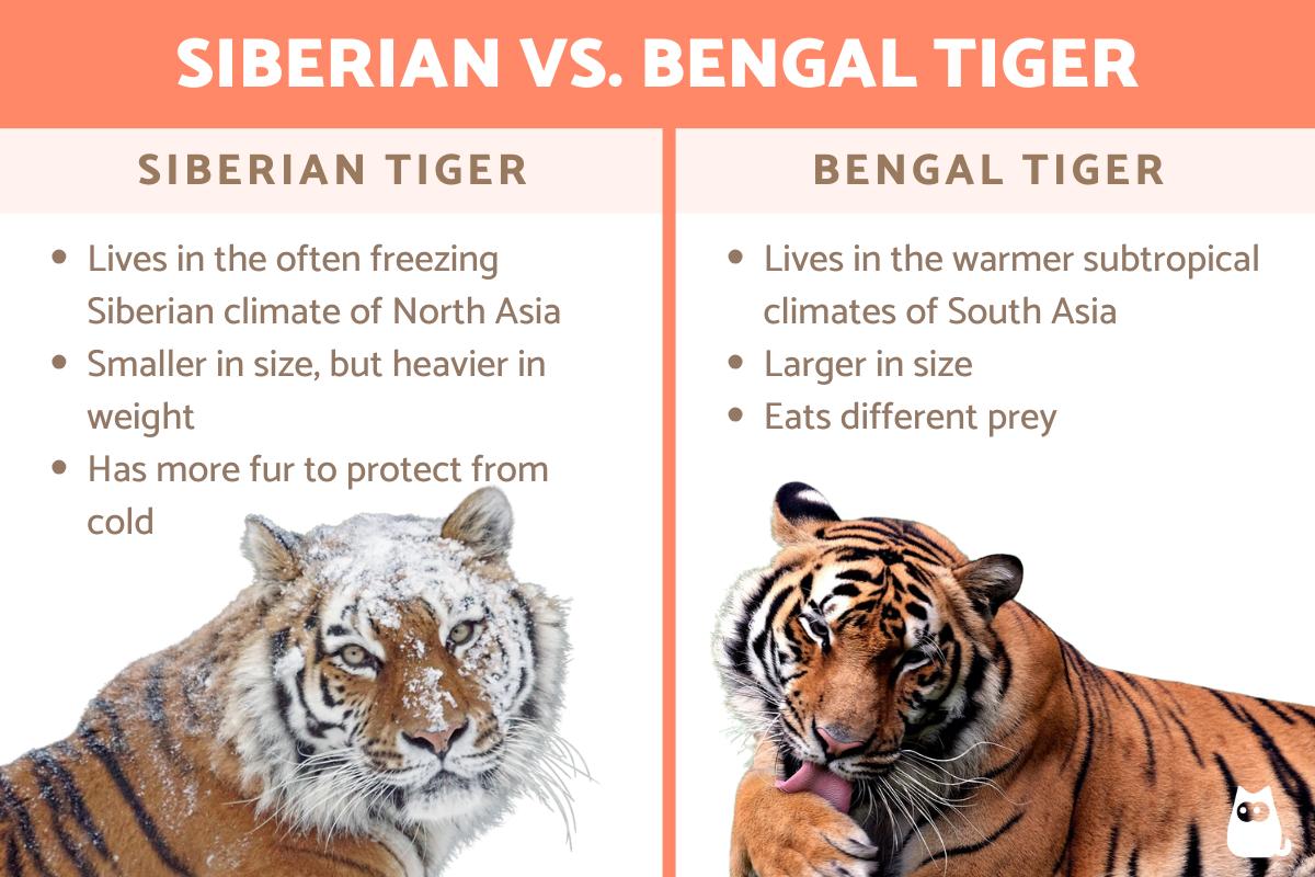 Differences Between the Siberian Tiger vs. Bengal Tiger - Size, Diet ...