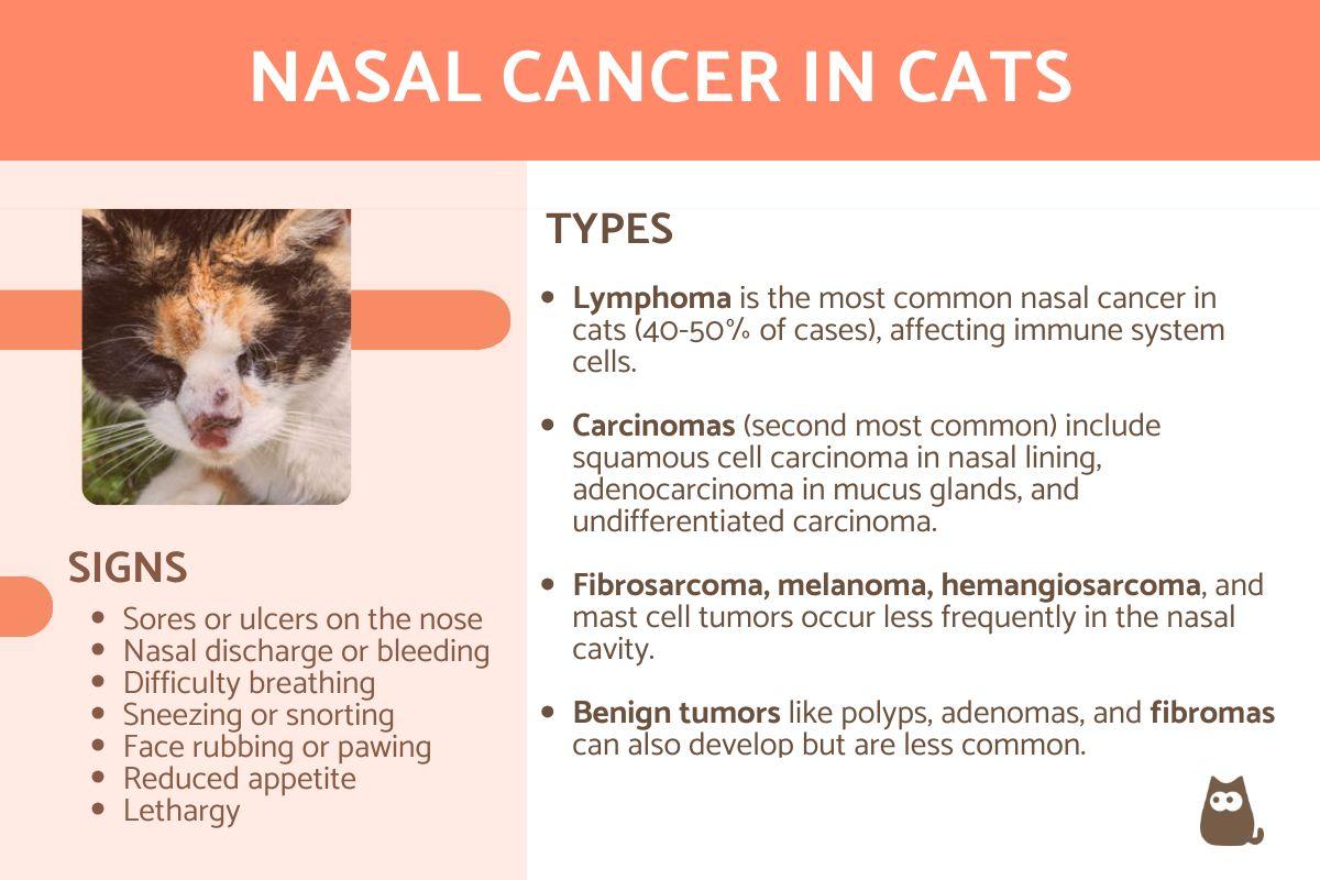 Cat Gi Cancer Symptoms Infoupdate Cat Gi Cancer Symptoms Infoupdate