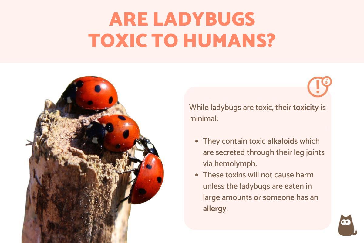 Are Ladybugs Toxic to Humans? - Poisonous Ladybug Species