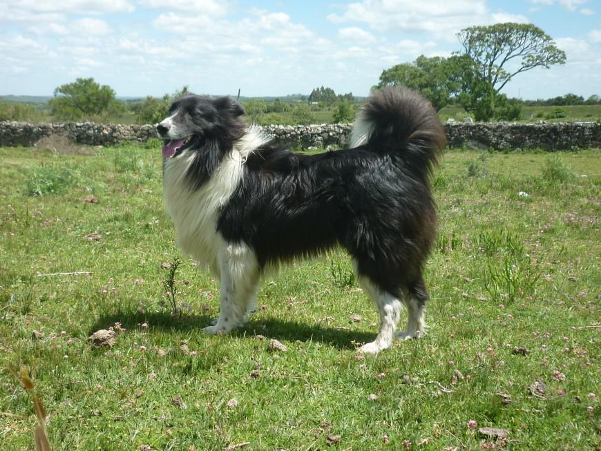 Dog Breeds From Brazil - Discover Them All