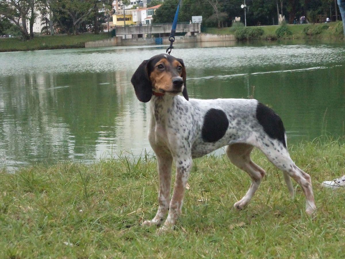 Dog Breeds From Brazil - Discover Them All