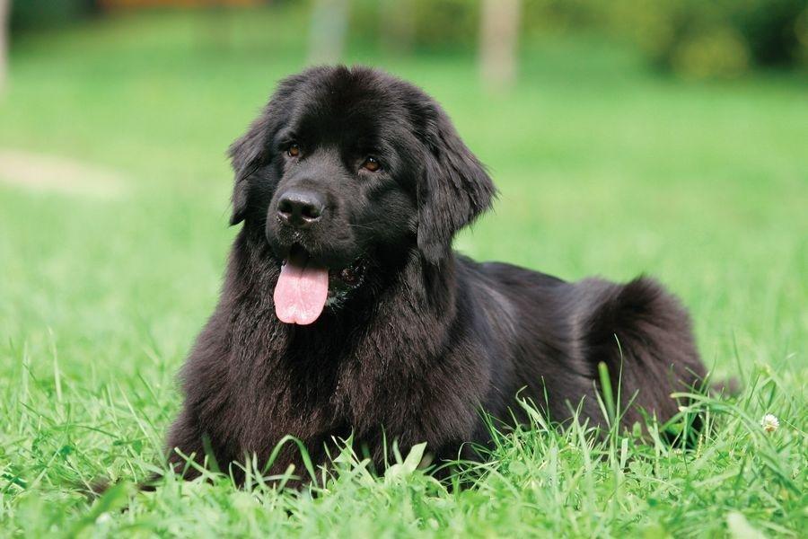 Large Dog Breeds - OVER 10 With PICTURES!